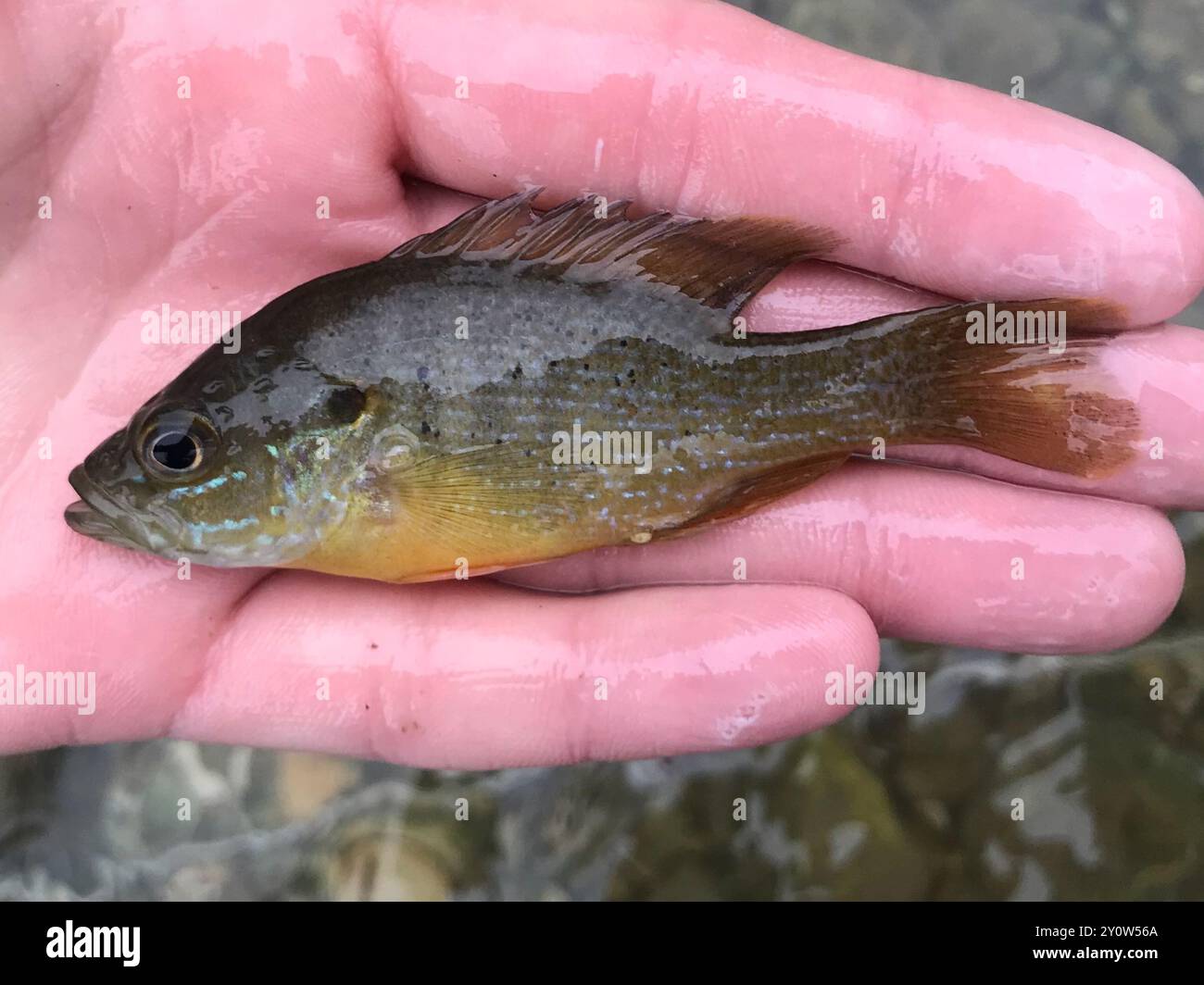 Green Sunfish (Lepomis cyanellus) Actinopterygii Stock Photo - Alamy