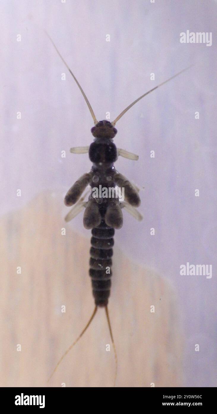 Small Winter Stoneflies (Capniidae) Insecta Stock Photo - Alamy