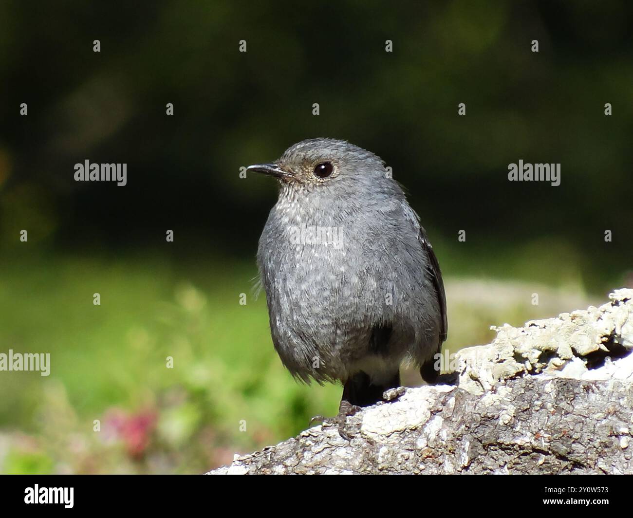 Plumbeous Water Redstart (Phoenicurus fuliginosus) Aves Stock Photo - Alamy