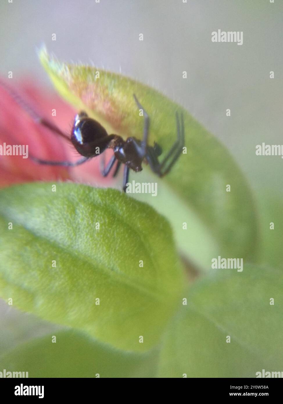 Ant-eating Spiders (Euryopis) Arachnida Stock Photo - Alamy