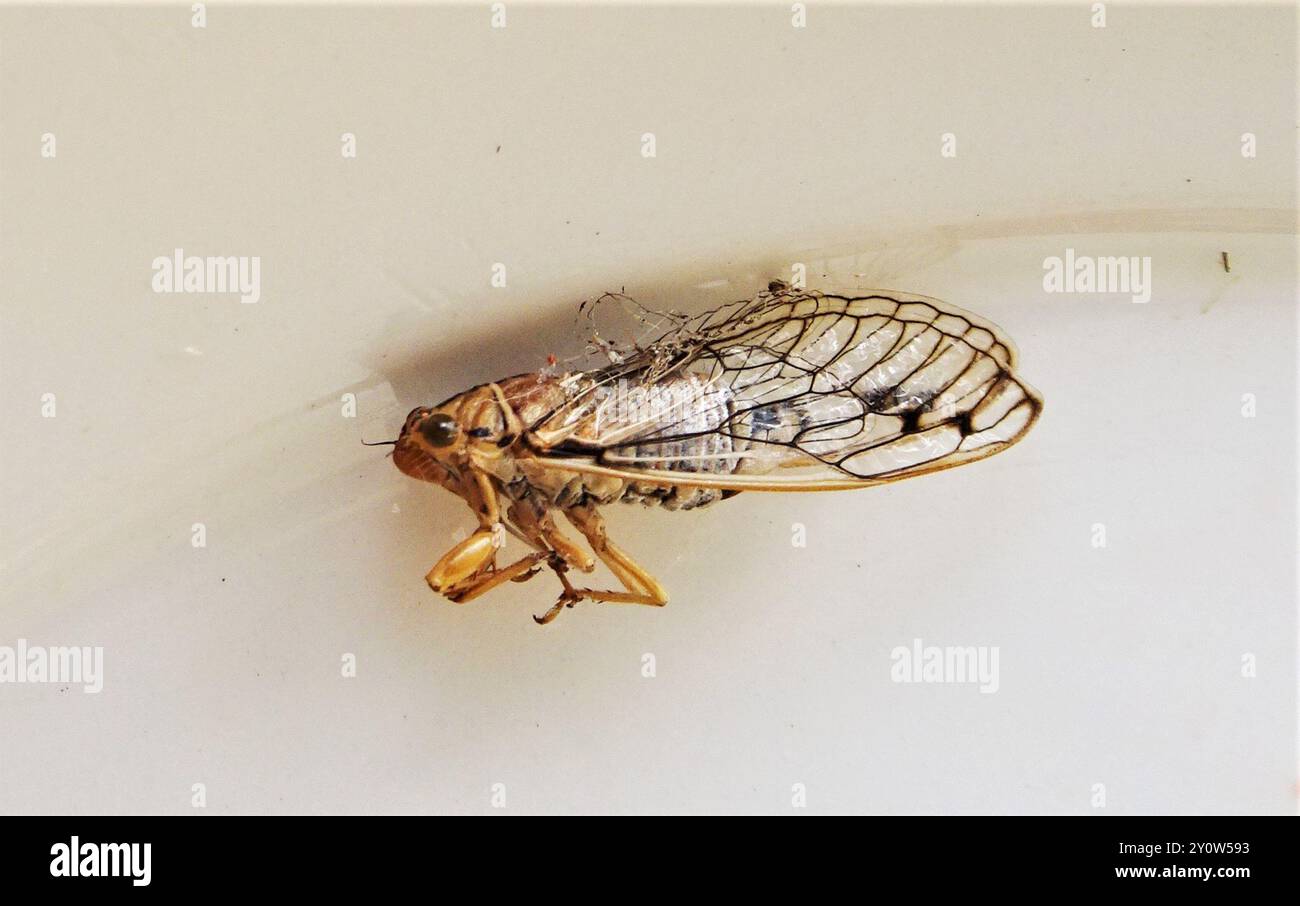 Yellow Sugarcane Cicada (Parnkalla muelleri) Insecta Stock Photo - Alamy