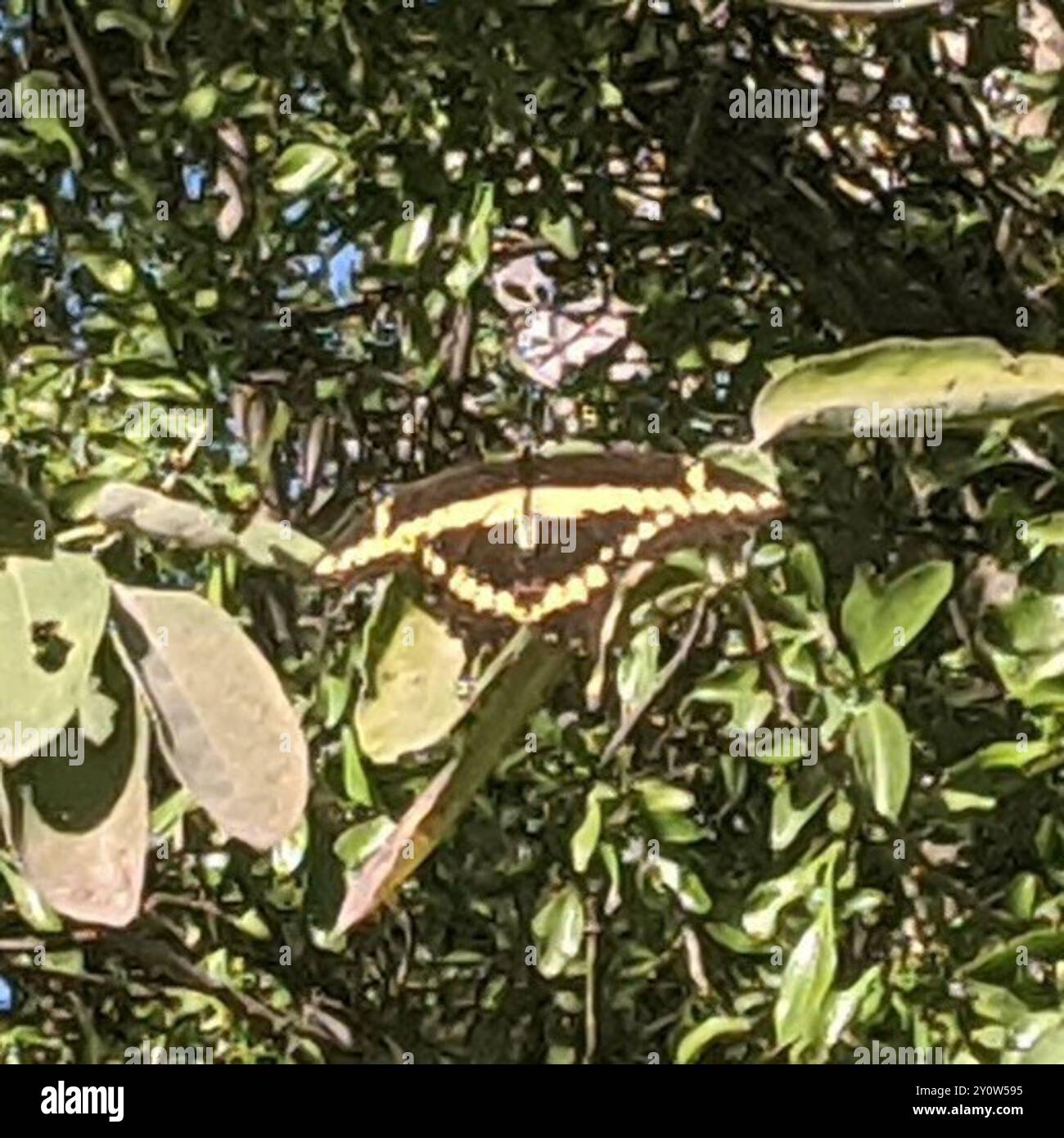 Western Giant Swallowtail (Heraclides rumiko) Insecta Stock Photo - Alamy