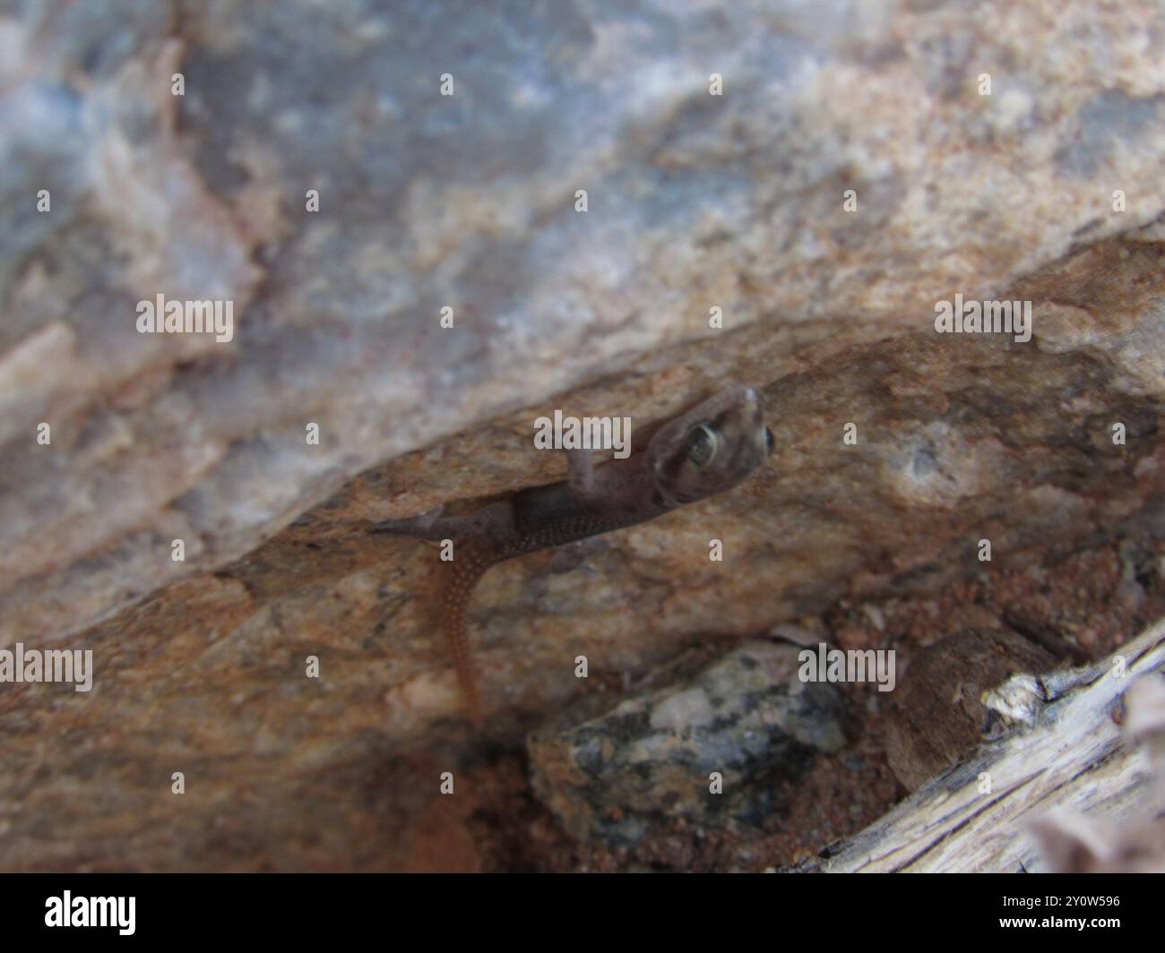 Western Spotted Thick-toed Gecko (Pachydactylus carinatus) Reptilia ...
