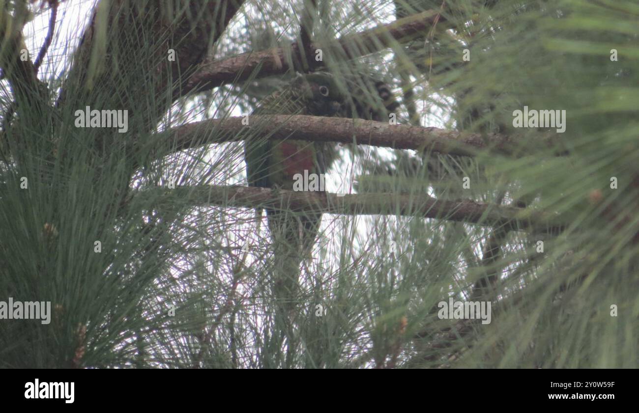 Maroon-bellied Parakeet (Pyrrhura frontalis) Aves Stock Photo - Alamy