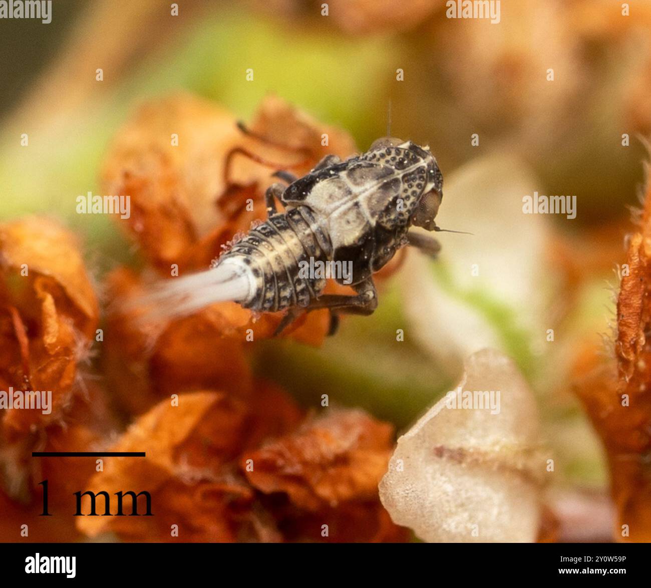 Tropiduchid Planthoppers (Tropiduchidae) Insecta Stock Photo - Alamy