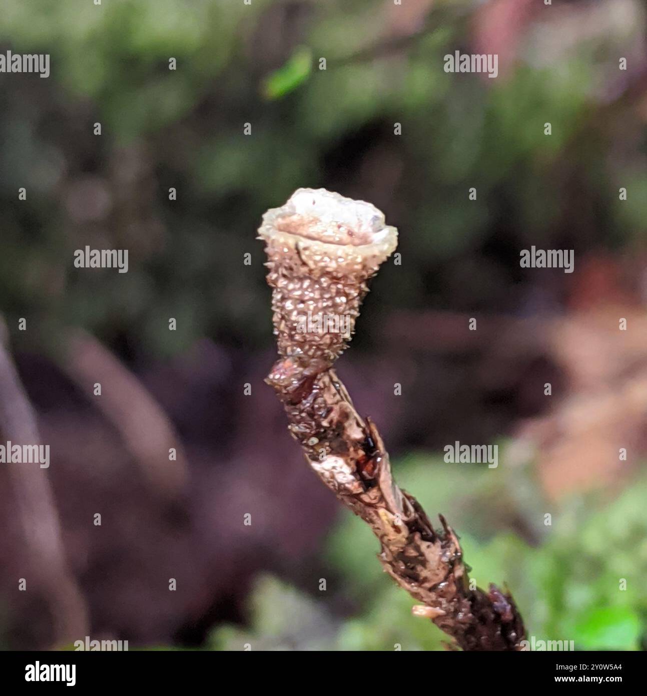 woolly bird's nest fungus (Nidula niveotomentosa) Fungi Stock Photo - Alamy