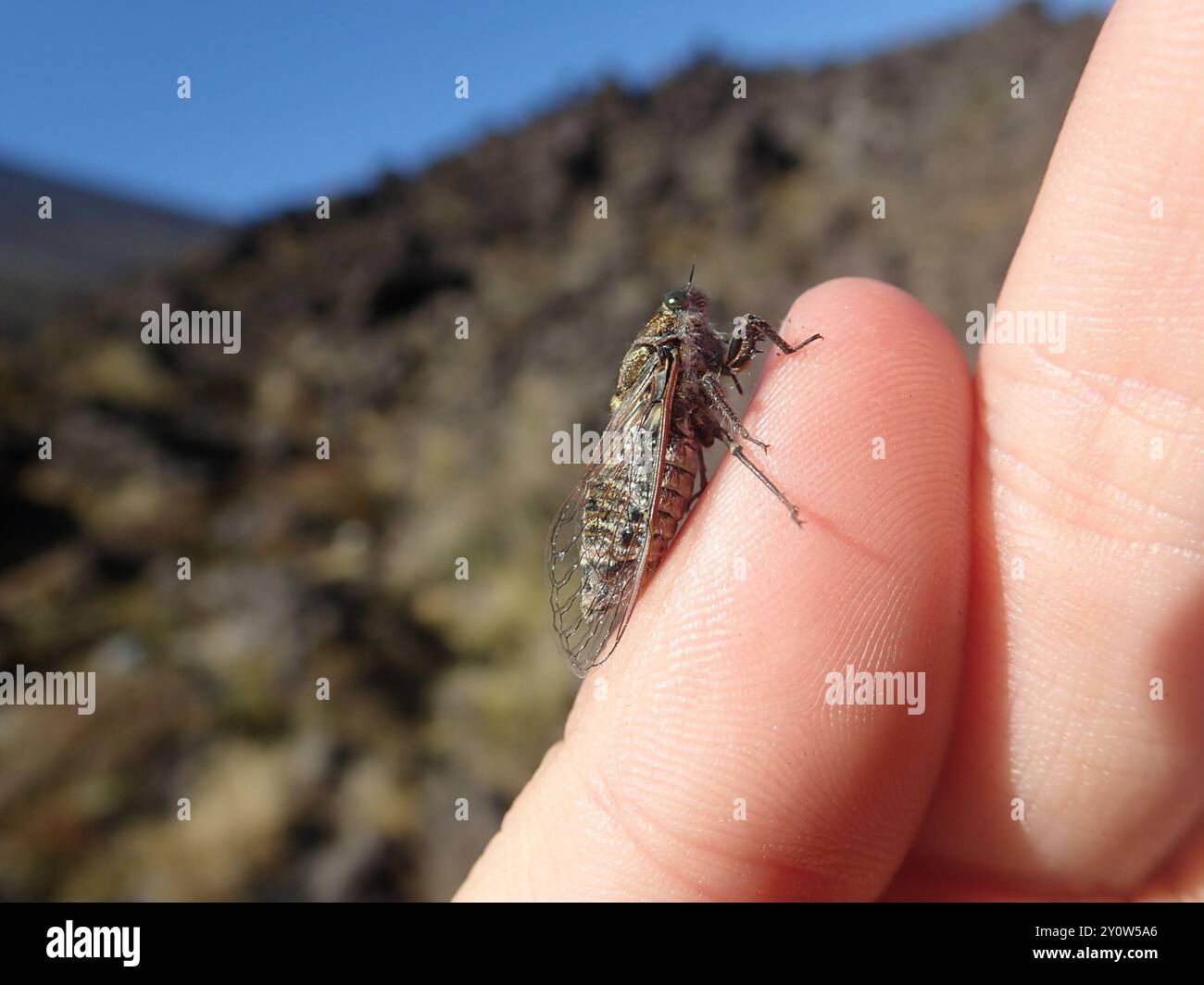 Campbell's Cicada (Maoricicada campbelli) Insecta Stock Photo - Alamy