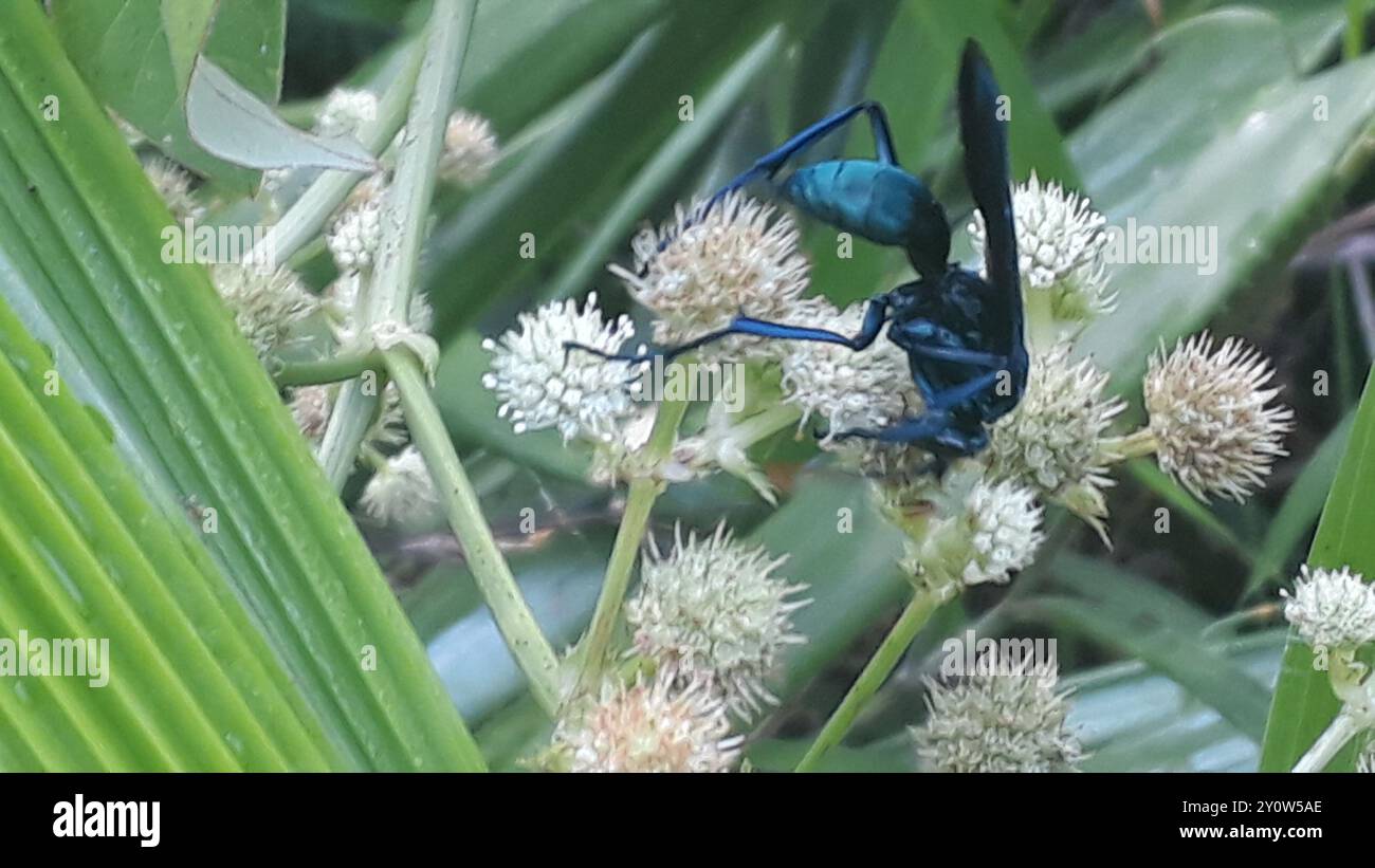 New World Tarantula-hawk Wasps (Pepsis) Insecta Stock Photo - Alamy