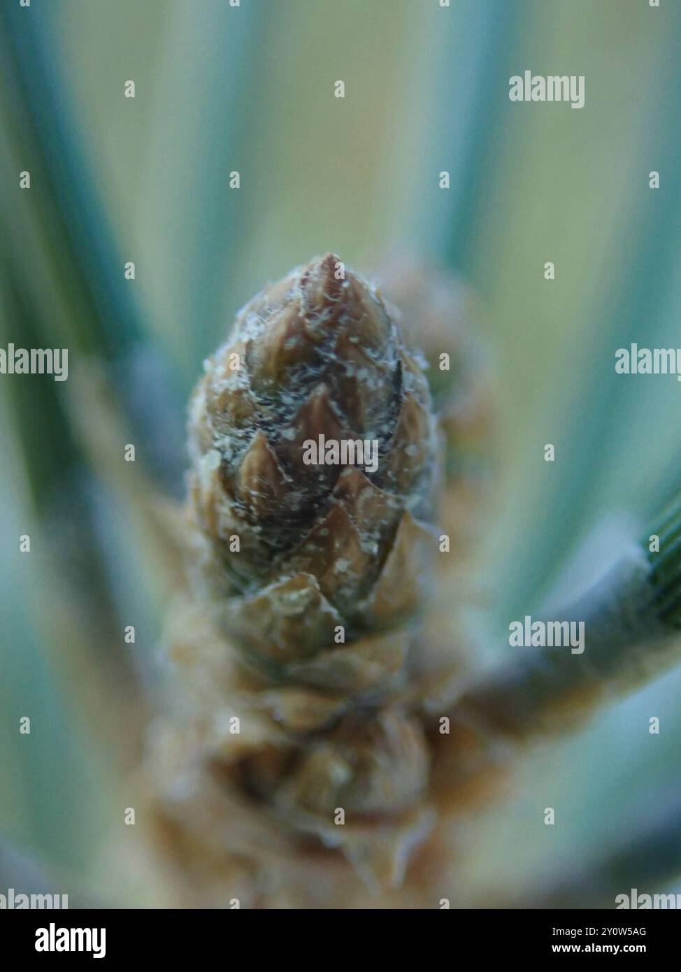 singleleaf pinyon (Pinus monophylla) Plantae Stock Photo - Alamy