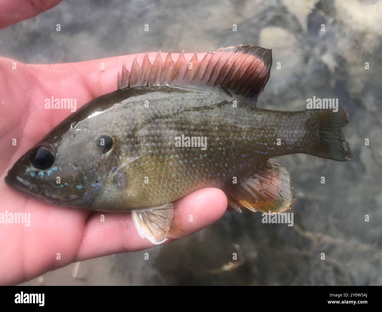 Green Sunfish (Lepomis cyanellus) Actinopterygii Stock Photo - Alamy