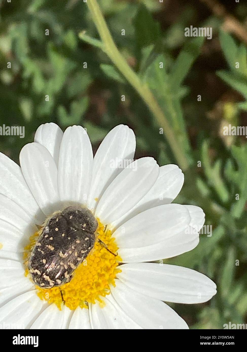 Mediterranean Spotted Chafer (Oxythyrea funesta) Insecta Stock Photo ...