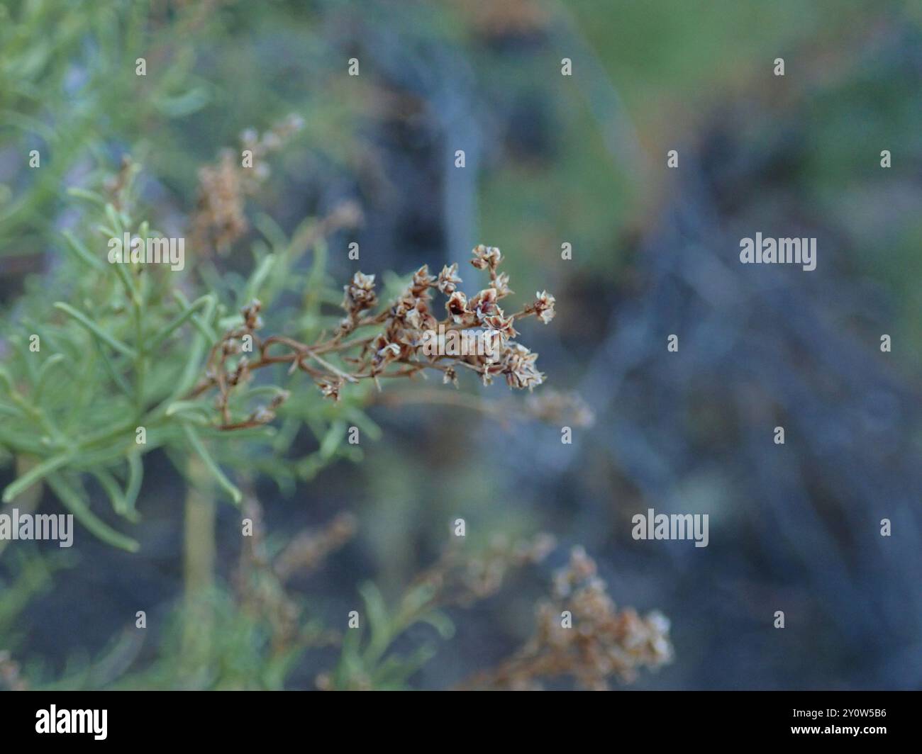 Redshanks (Adenostoma sparsifolium) Plantae Stock Photo - Alamy