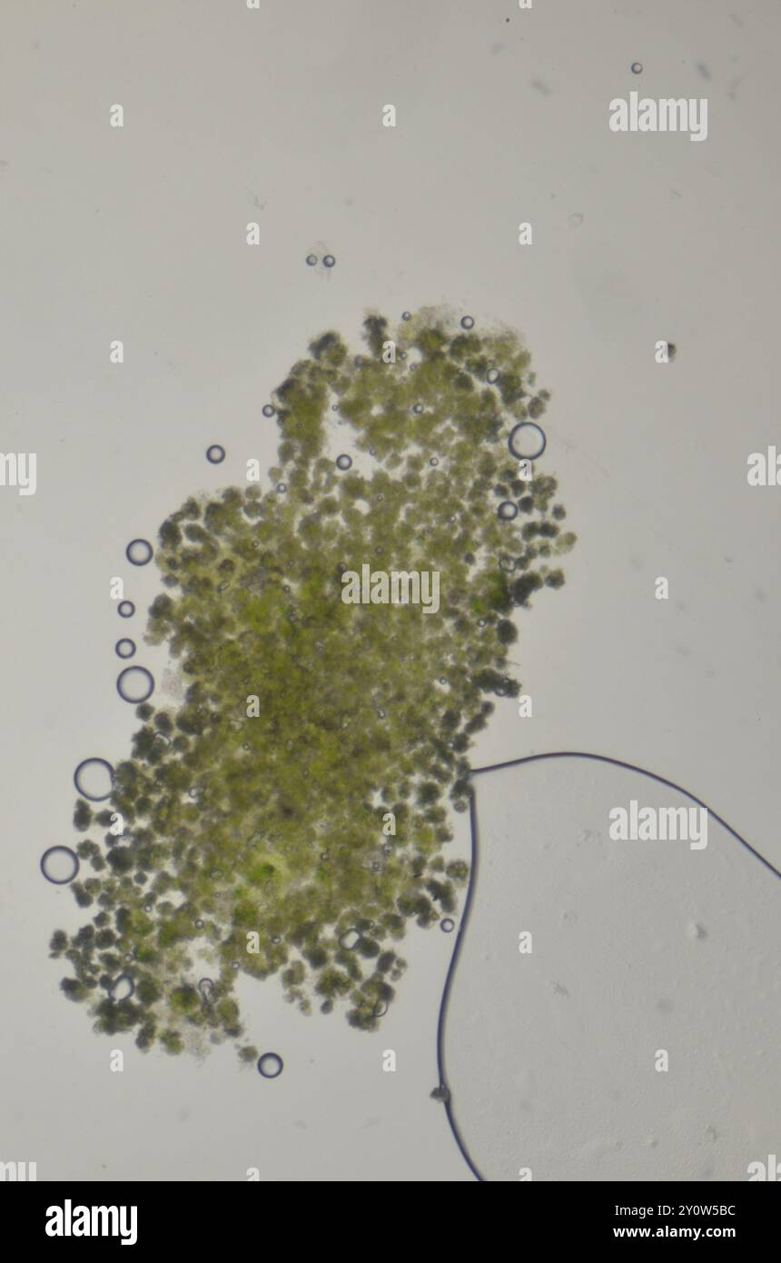 Dust Lichens (Lepraria) Fungi Stock Photo - Alamy