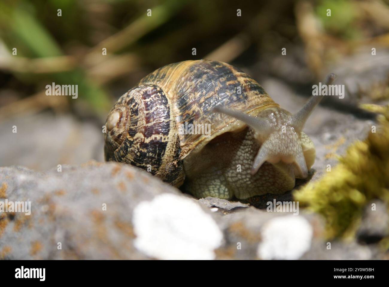 Garden Snail (Cornu aspersum) Mollusca Stock Photo - Alamy