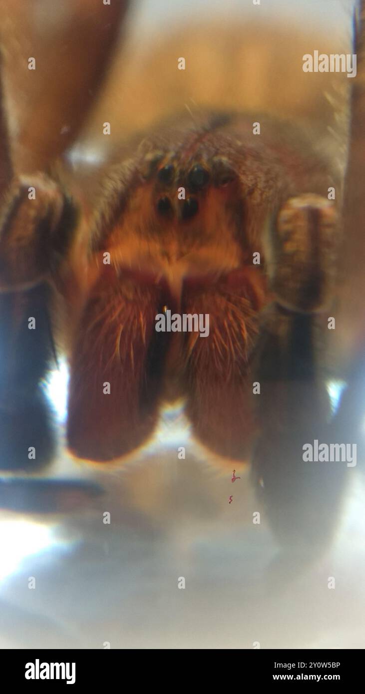 Brazilian Wandering Spider (Phoneutria nigriventer) Arachnida Stock ...