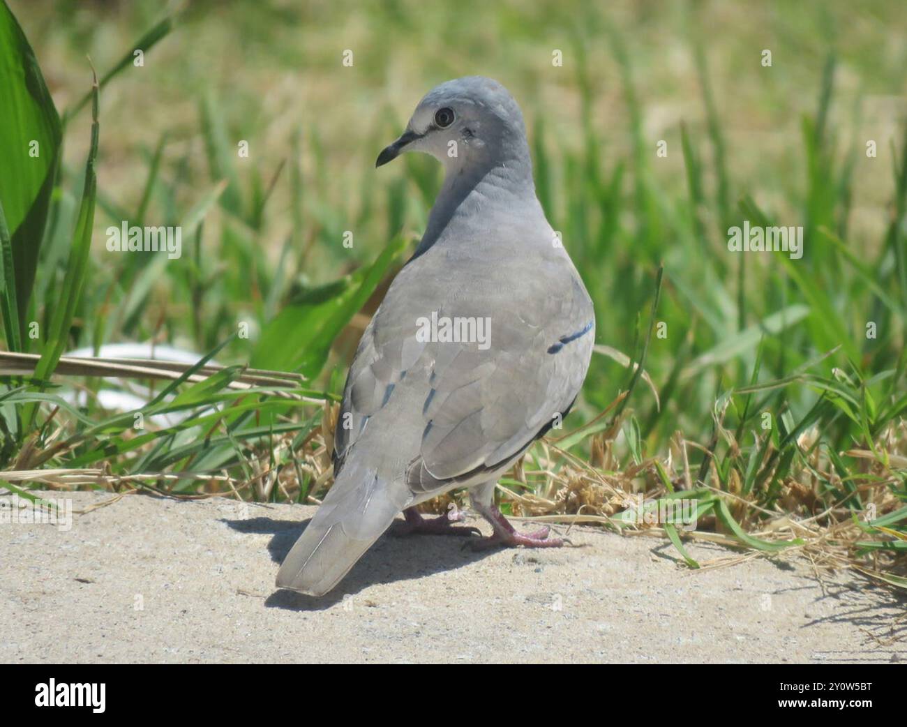 Picuí Ground Dove (Columbina picui) Aves Stock Photo - Alamy