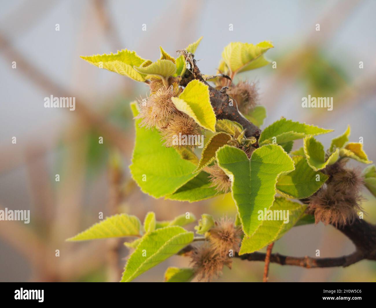 Paper mulberry (Broussonetia papyrifera) Plantae Stock Photo - Alamy