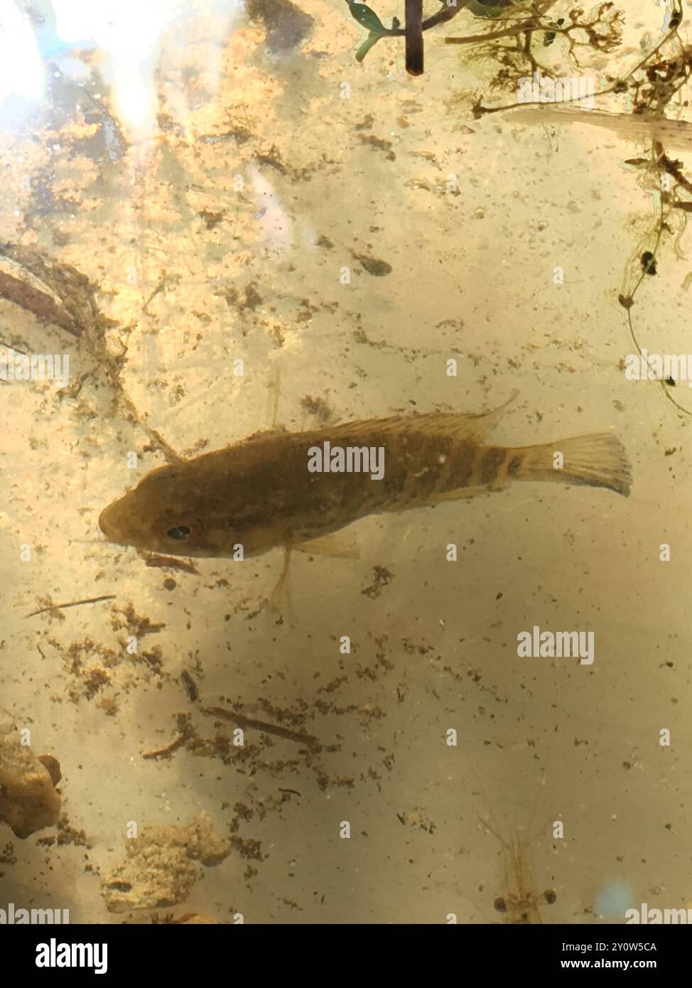 Jaguar Guapote (Parachromis managuensis) Actinopterygii Stock Photo - Alamy