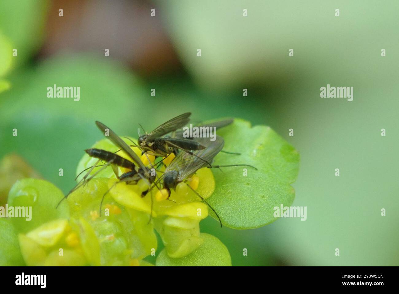 Fungus Gnats and Gall Midges (Sciaroidea) Insecta Stock Photo - Alamy