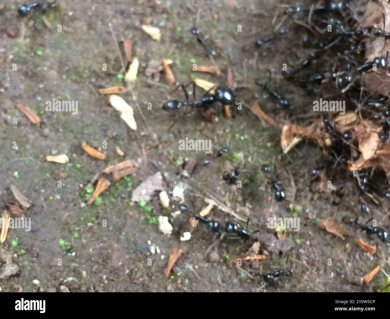 (Labidus praedator) Insecta Stock Photo - Alamy