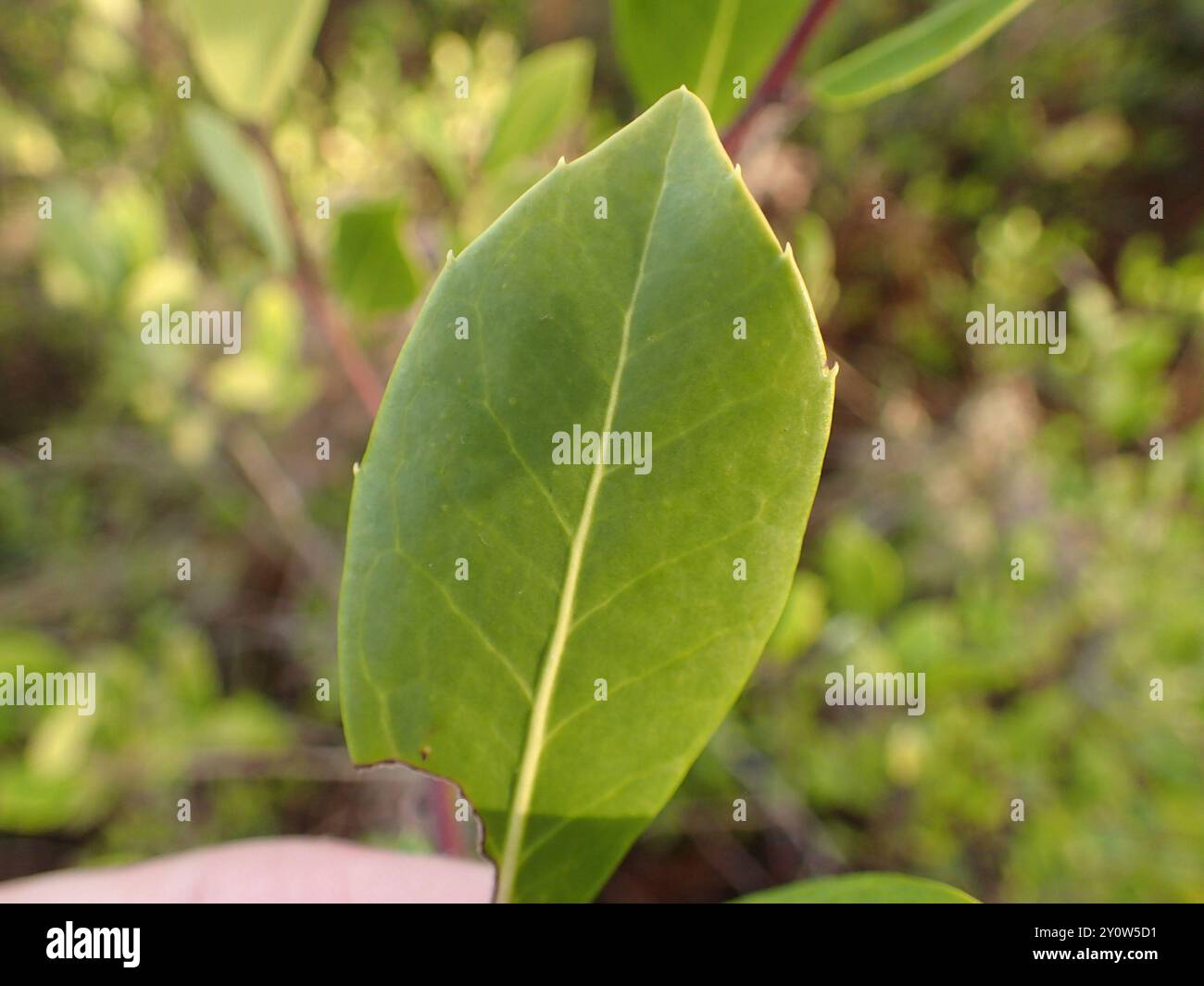 Large Gallberry (Ilex coriacea) Plantae Stock Photo - Alamy