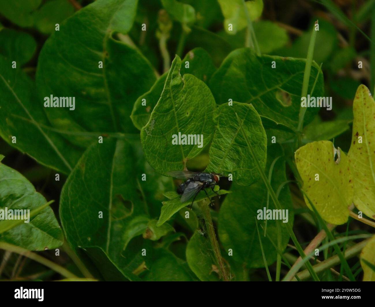 Bot Flies, Blow Flies, and Allies (Oestroidea) Insecta Stock Photo - Alamy