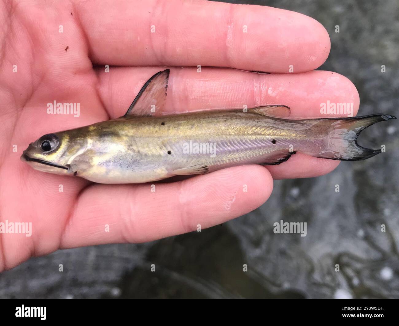 Channel Catfish (Ictalurus punctatus) Actinopterygii Stock Photo - Alamy