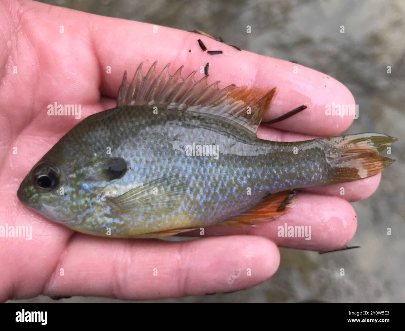 Longear Sunfish Complex (Lepomis megalotis) Actinopterygii Stock Photo ...