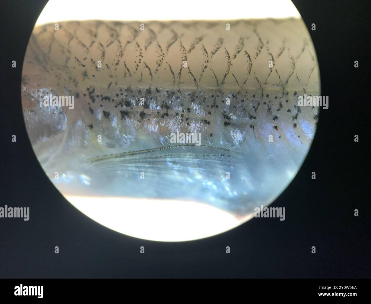 Mimic Shiner (Paranotropis volucellus) Actinopterygii Stock Photo - Alamy