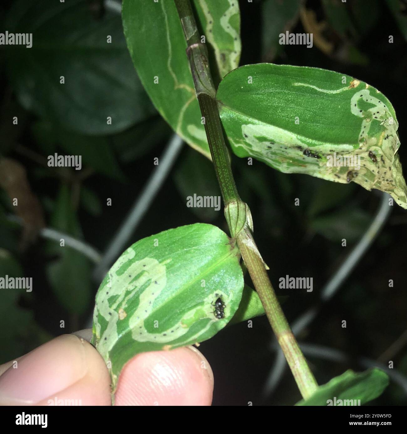 Acrobat Ants and Cocktail Ants (Crematogaster) Insecta Stock Photo - Alamy