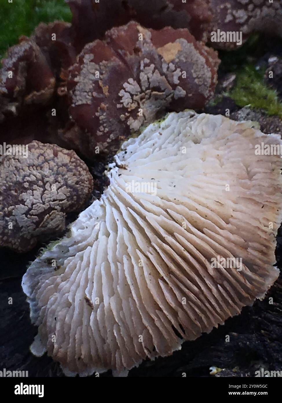 Gilled Polypore (Trametes betulina) Fungi Stock Photo - Alamy