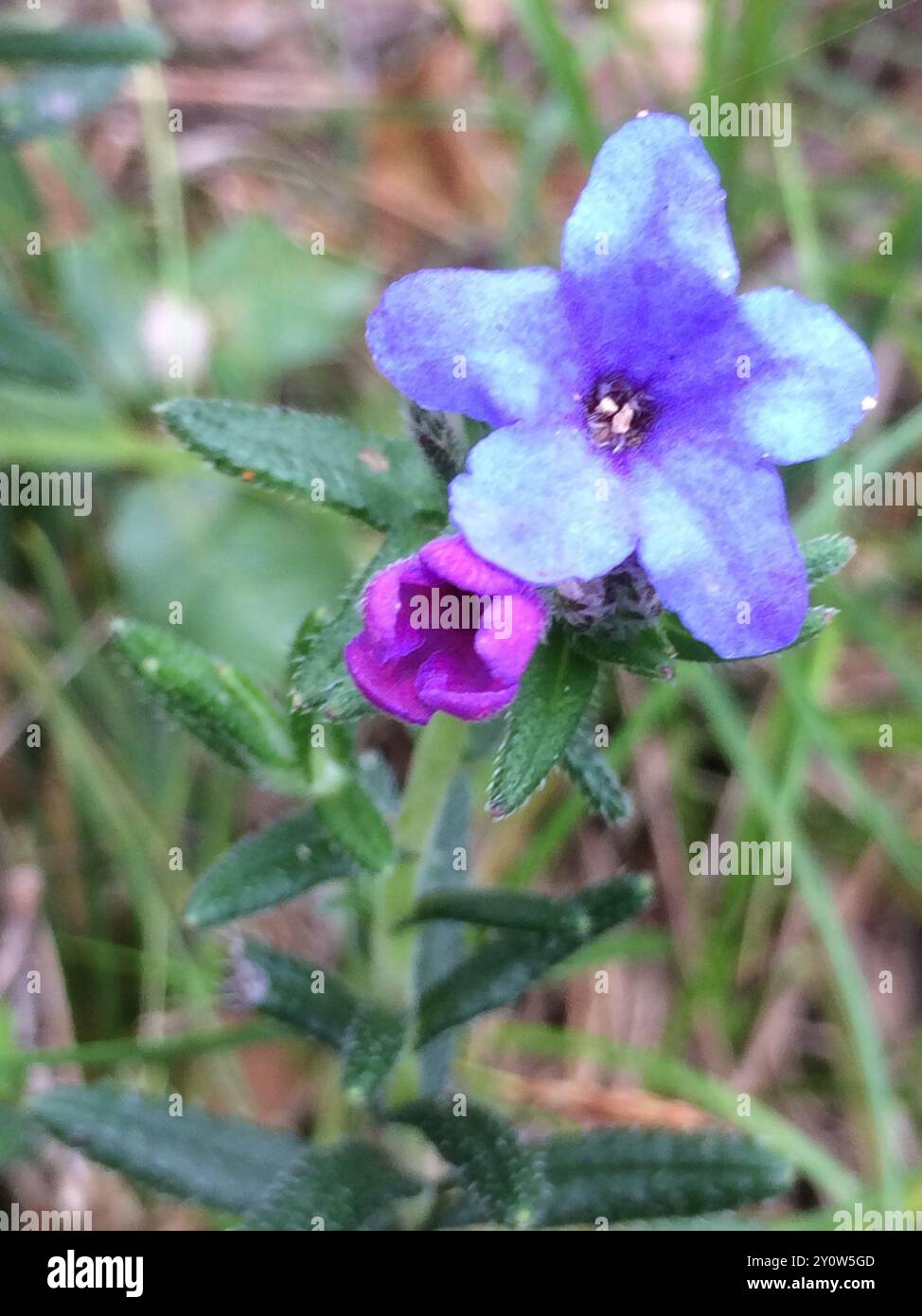 creeping gromwell (Glandora prostrata) Plantae Stock Photo - Alamy