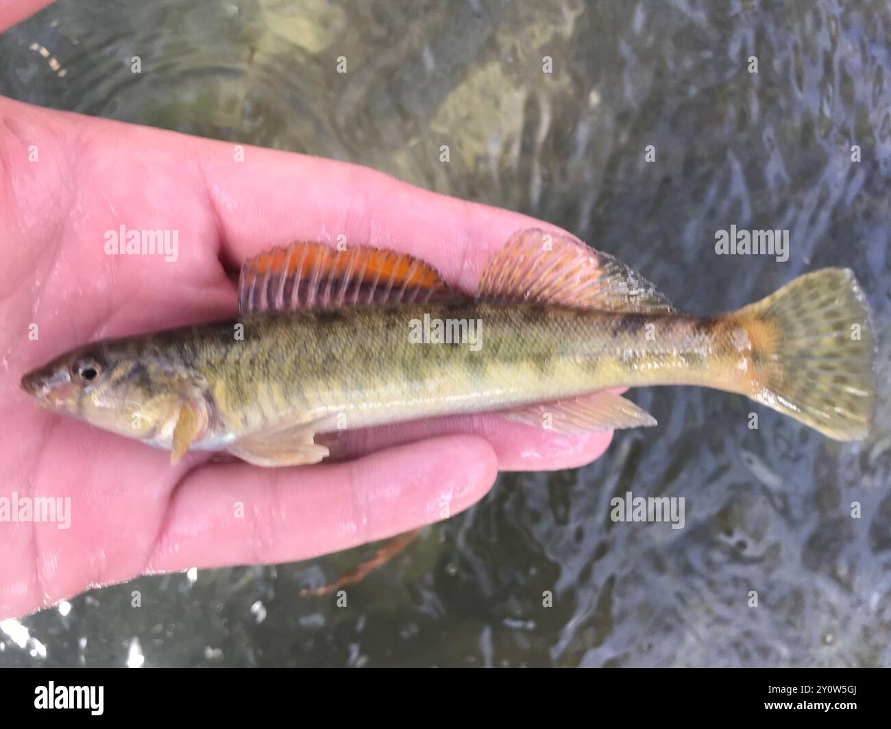 Texas Logperch (Percina carbonaria) Actinopterygii Stock Photo - Alamy