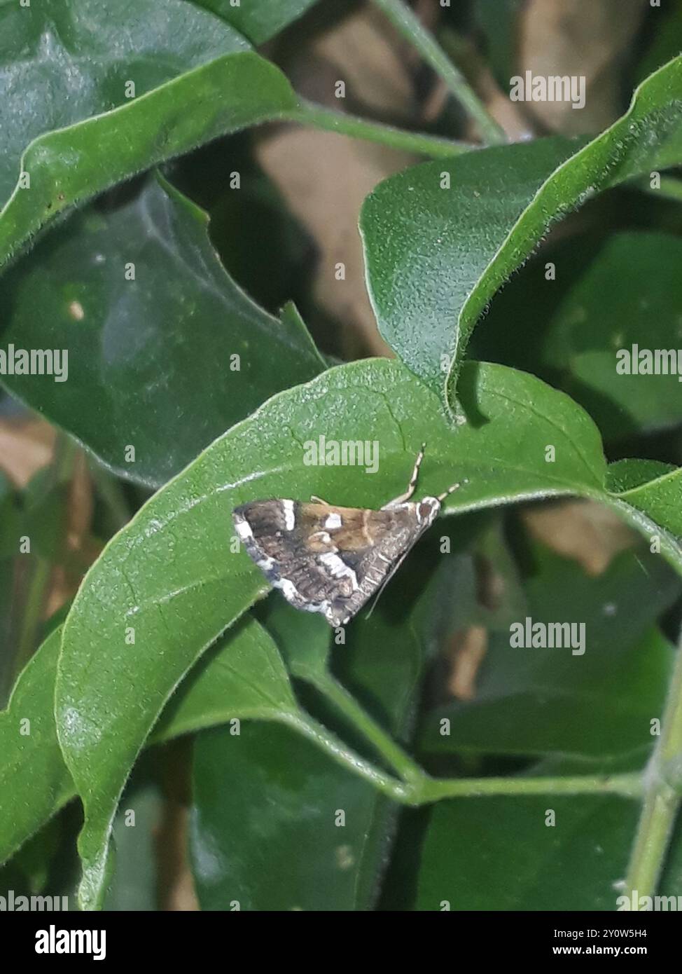 Spotted Beet Webworm Moth (Hymenia perspectalis) Insecta Stock Photo ...