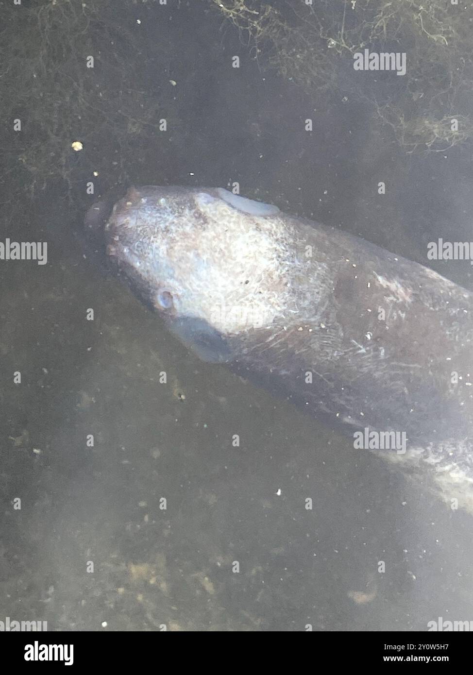 European Conger (Conger conger) Actinopterygii Stock Photo - Alamy
