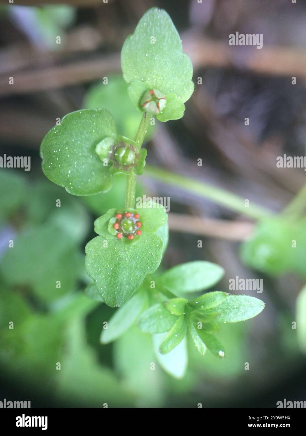 American golden saxifrage (Chrysosplenium americanum) Plantae Stock ...