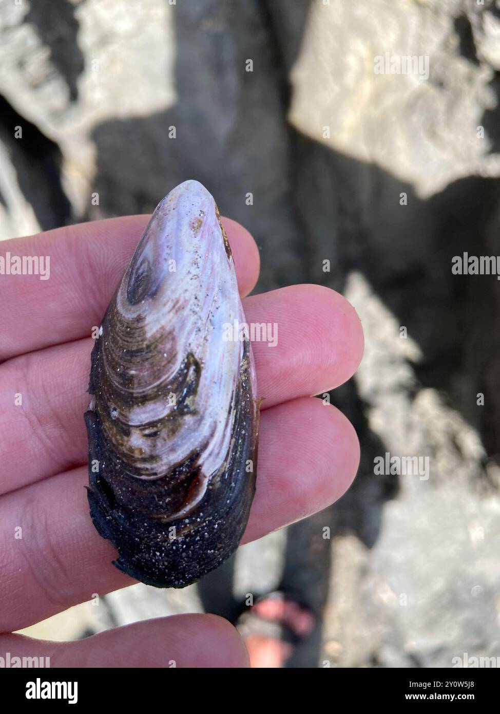Brown Mussel (Perna perna) Mollusca Stock Photo - Alamy