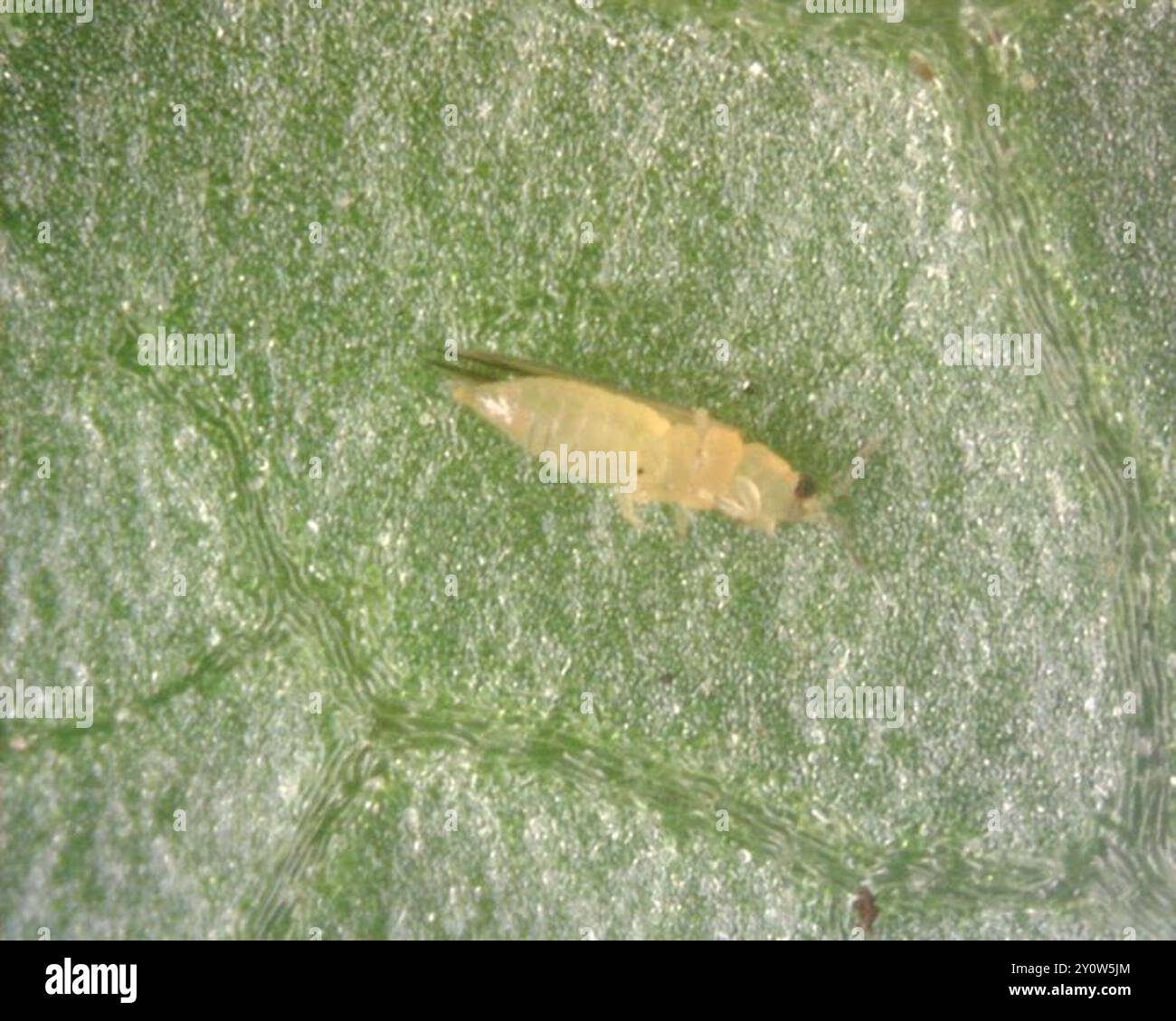 Chilli Thrips (Scirtothrips dorsalis) Insecta Stock Photo - Alamy
