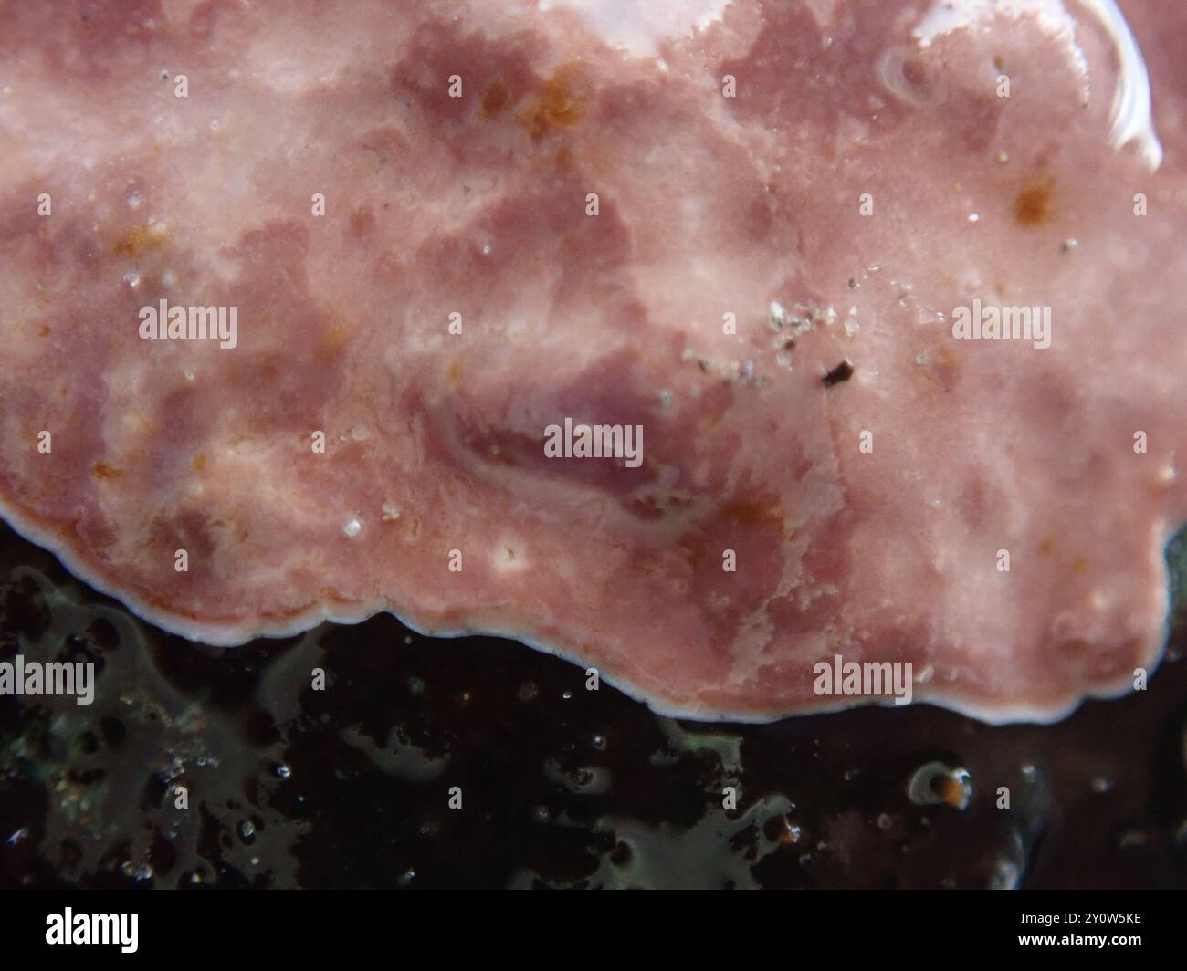 Crustose coralline algae (Lithothamnion) Plantae Stock Photo - Alamy
