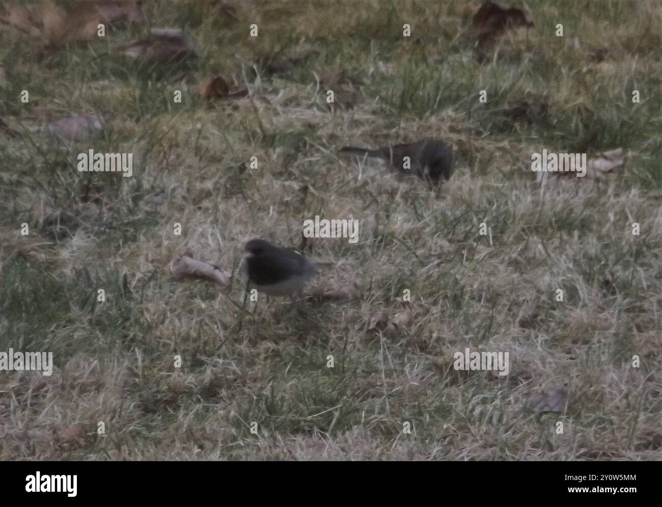 Slate-colored Junco (Junco hyemalis hyemalis) Aves Stock Photo - Alamy