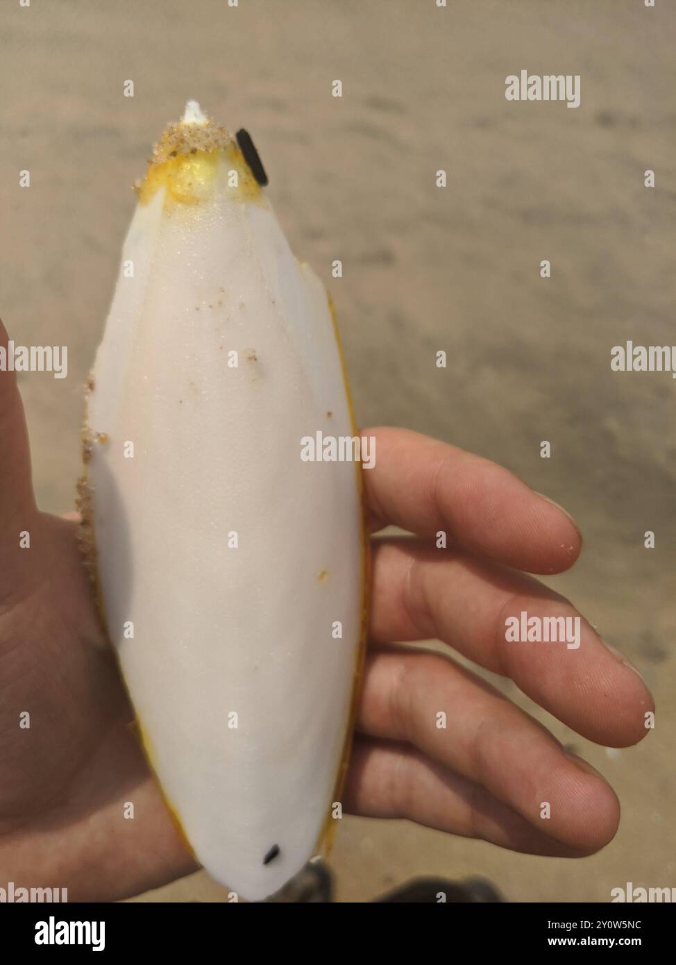 Cuttlefishes, Bobtails, and Bottletails (Sepiida) Mollusca Stock Photo ...