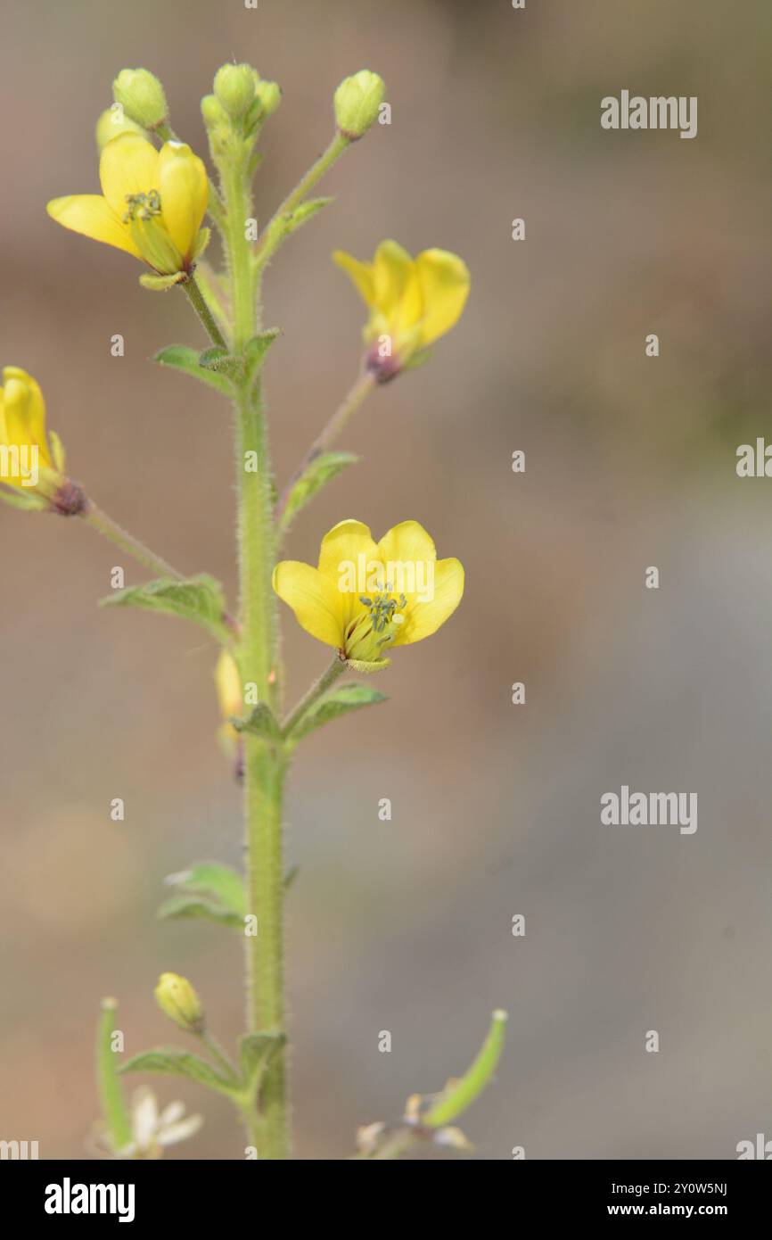 Asian spiderflower (Cleome viscosa) Plantae Stock Photo - Alamy
