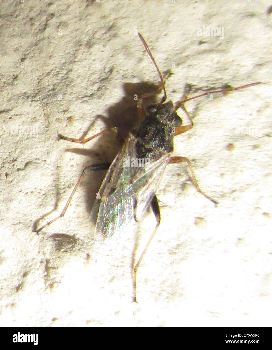 False chinch bugs (Nysius) Insecta Stock Photo - Alamy