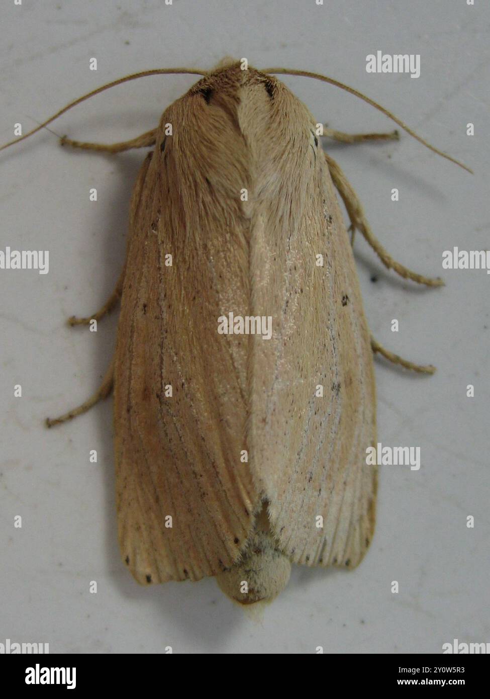 Oblong Sedge Borer Moth (Globia oblonga) Insecta Stock Photo - Alamy