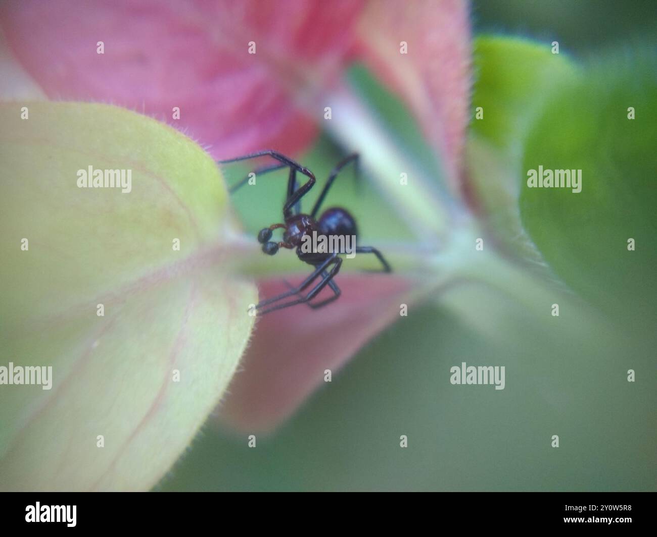 Ant-eating Spiders (Euryopis) Arachnida Stock Photo - Alamy