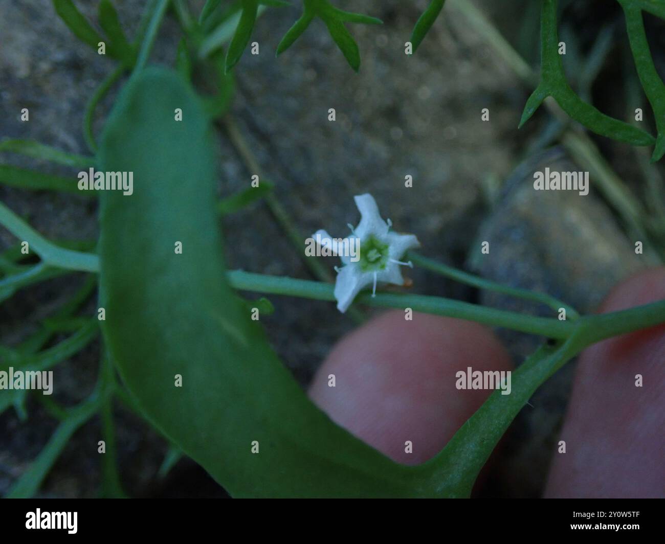 white fiesta flower (Pholistoma membranaceum) Plantae Stock Photo - Alamy