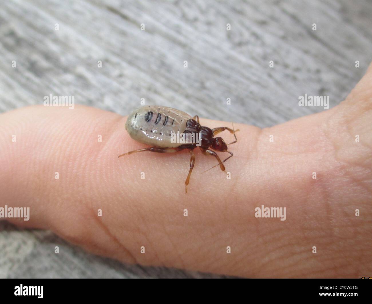 Millipede Assassin Bugs (Ectrichodiinae) Insecta Stock Photo - Alamy