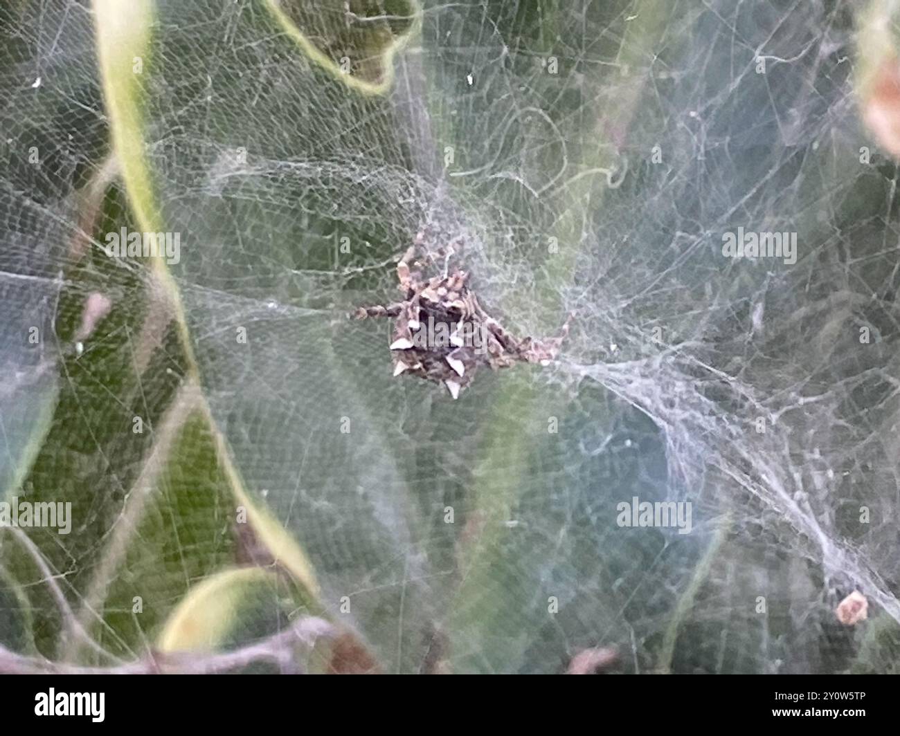Tropical Tent-web Spider (Cyrtophora citricola) Arachnida Stock Photo ...