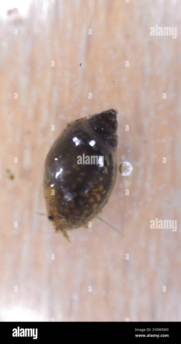 Bladder Snails (Physidae) Mollusca Stock Photo - Alamy