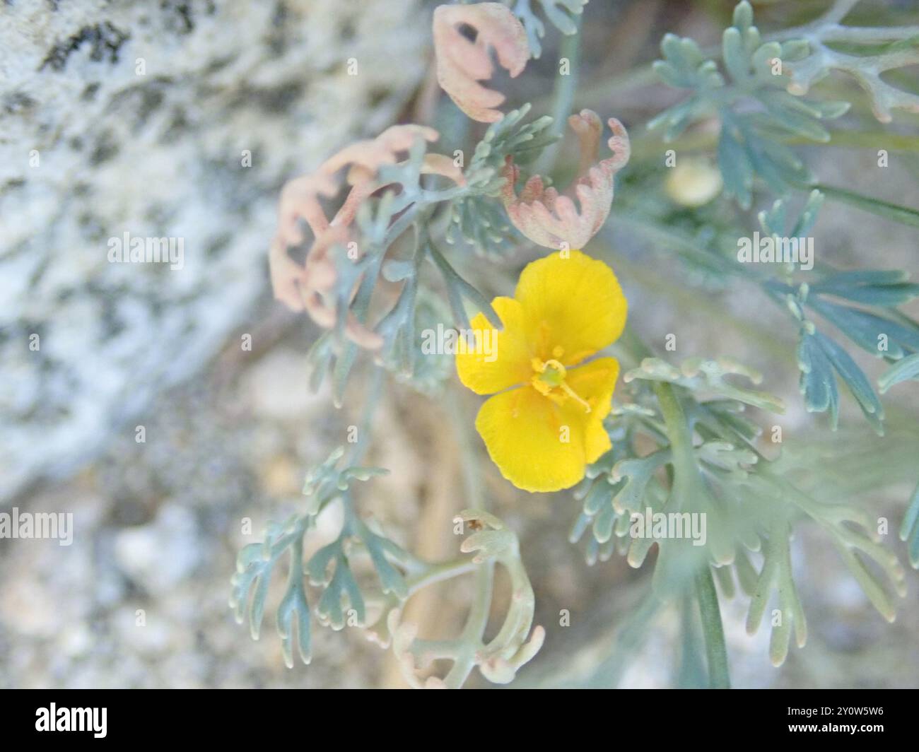 Little Gold Poppy (Eschscholzia minutiflora) Plantae Stock Photo - Alamy